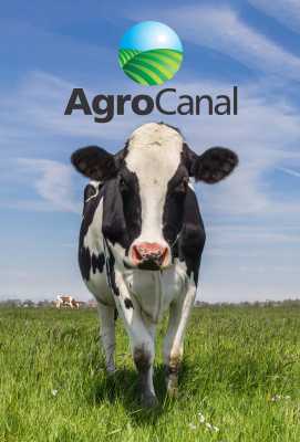 Agro Canal | Programação de TV | mi.tv