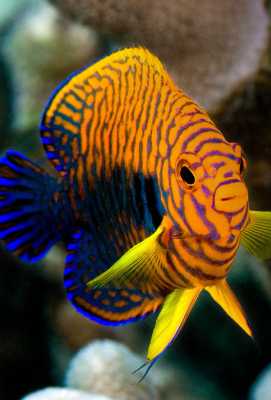 Aquariums: The Dark Hobby | Programação de TV | mi.tv