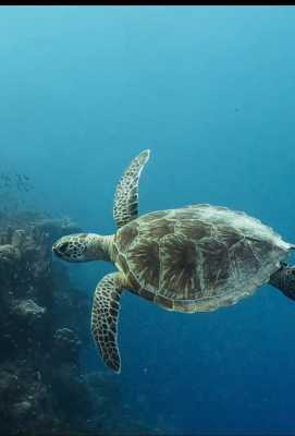 Interactions - Quando o Cinema Olha para a Natureza (Filme ...