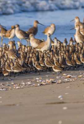 Panamá, Rota Animal | Programação de TV | mi.tv