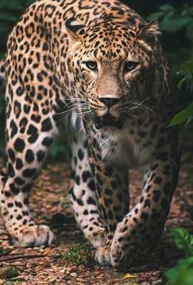 Rastro dos Bichos (Séries): Onça Pintada S01 E03 | Programação de TV ...