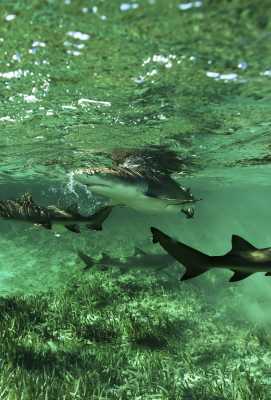 Shark Gangs | Programação de TV | mi.tv