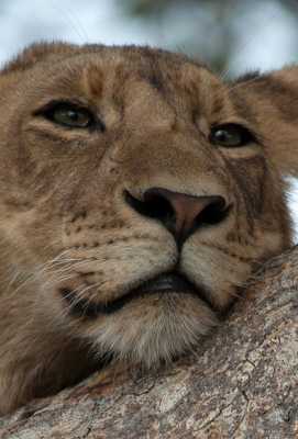 África: reinos mortales (Series): Sabana arbolada S01 E06 | Programación de TV en Chile | mi.tv