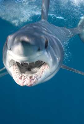 El gran mako (Series): Monster Mako | Programación de TV en Chile | mi.tv