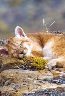 Wild Chile | Programación de TV en Chile | mi.tv