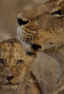 El ataque de los grandes felinos | Programación de TV en Colombia | mi.tv