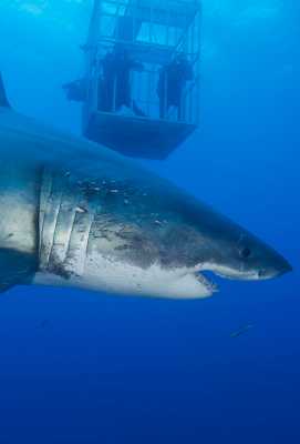 En busca del tiburón cubano (Series): Shark Week: Tiburones: Sharks Of ...
