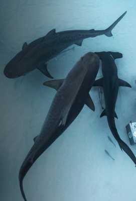 Isla Tiburón: hermanos de sangre (Series): Isle of Jaws: Blood Brothers ...