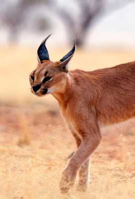 La gran familia felina (Series): El nuevo mundo | Programación de TV en ...