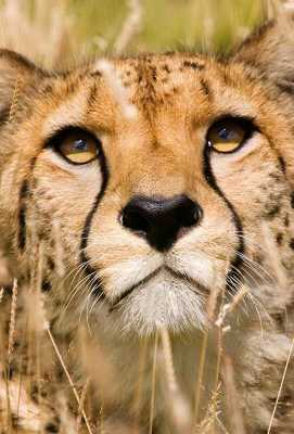 La gran familia felina (Series): El nuevo mundo S01 E02 | Programación ...