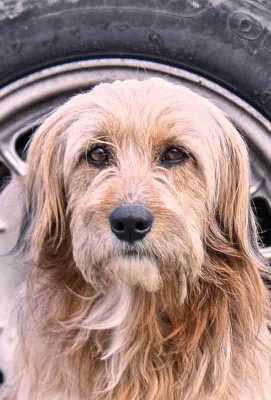 Mucho animal | Programación de TV en Colombia | mi.tv