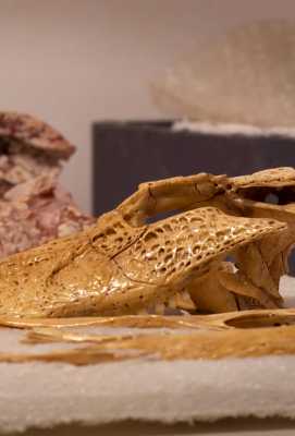 Patagonia, tierra de dinosaurios (Series): Caypullisaurus Bonapartei ...