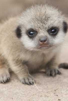 Extreme Animal Babies Compilation (Series): Extrañas familias S01 E01 ...