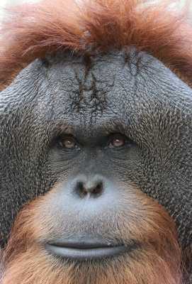 Vida entre simios (Series): Chimpancés E05 | Programación de TV en ...