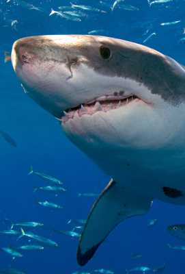 Sobreviví al ataque del tiburón | Programación de TV en El Salvador | mi.tv